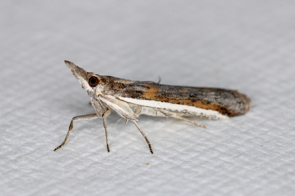 small tabby from Sydney NSW, Australia on November 3, 2023 at 07:38 AM ...