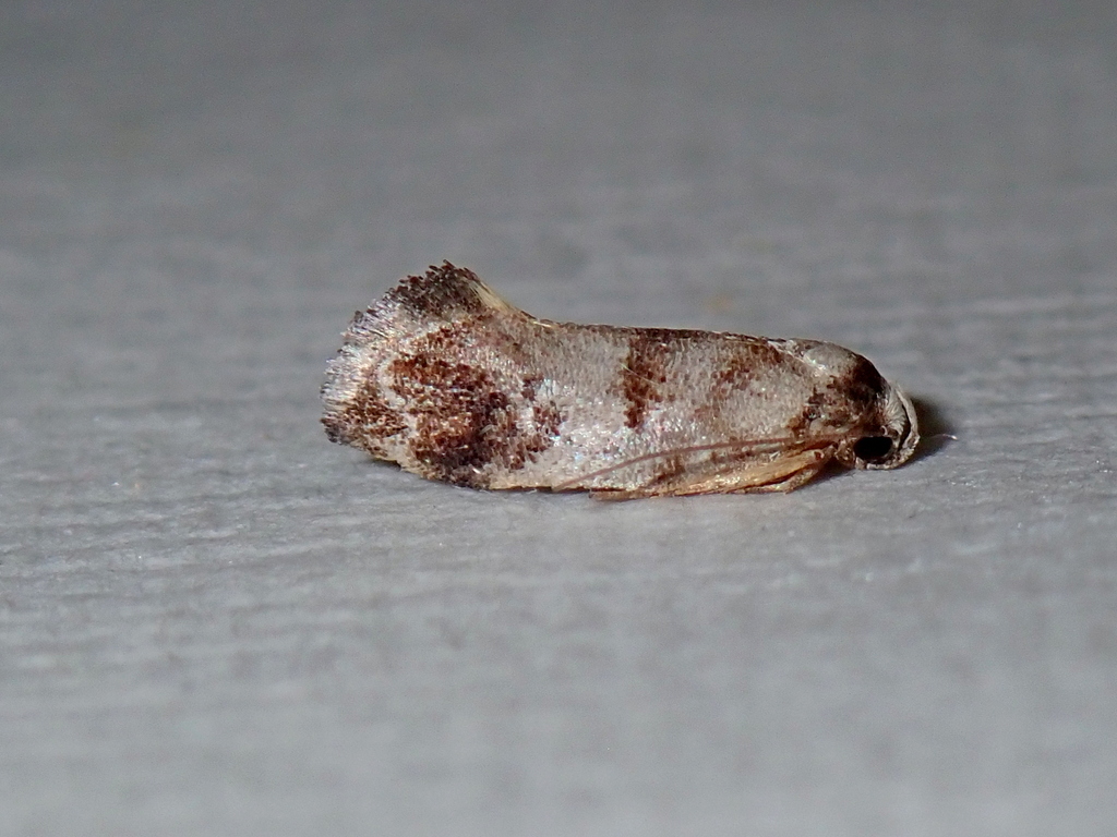 Eupselia from Sydney NSW, Australia on November 3, 2023 at 11:17 AM by ...