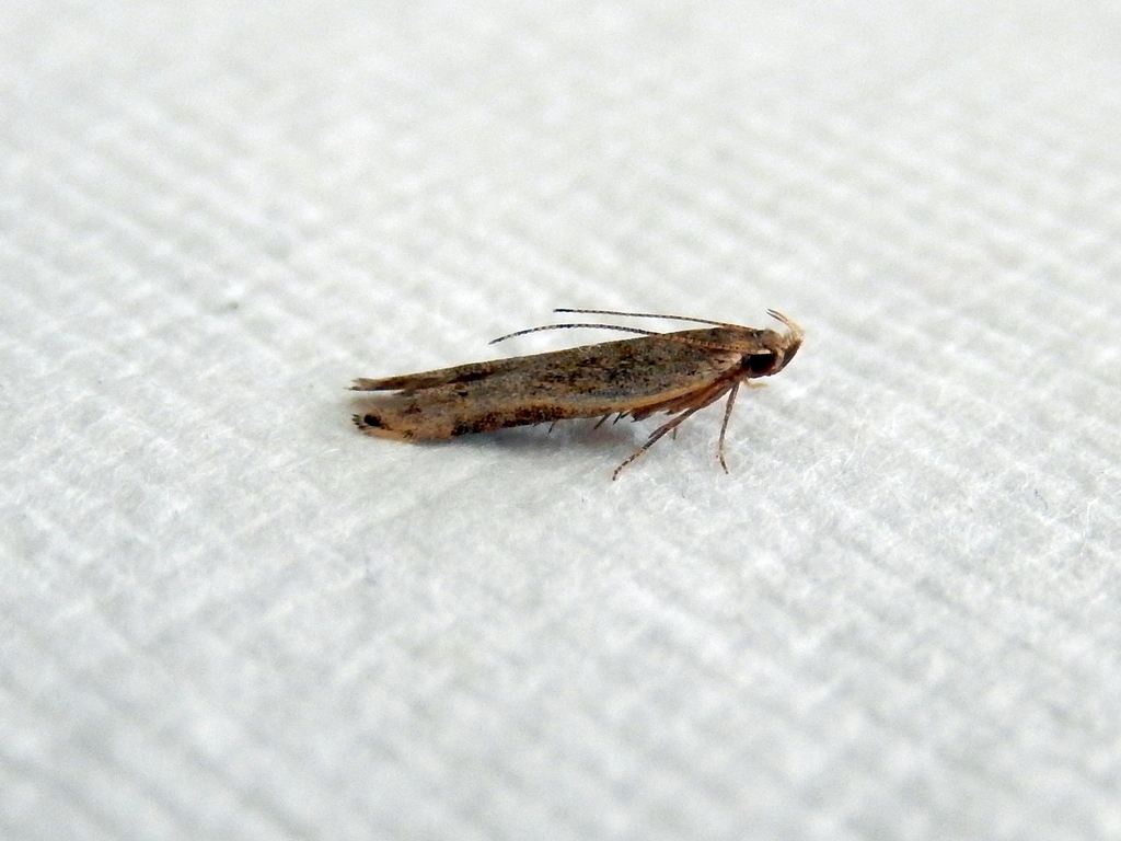 Symbolistis orophota from Sydney NSW, Australia on November 3, 2023 at ...