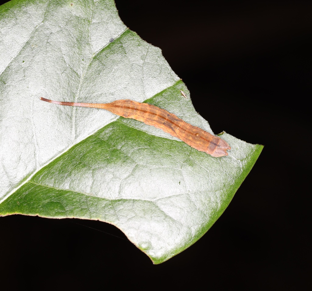 Oreta insignis from Kadoorie Farm and Botanic Garden, Hong Kong on ...