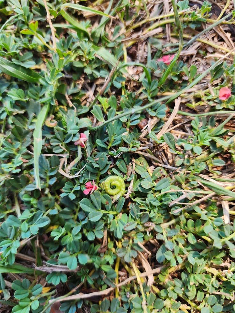 Indigofera circinella from Kalinga QLD 4030, Australia on October 16 ...