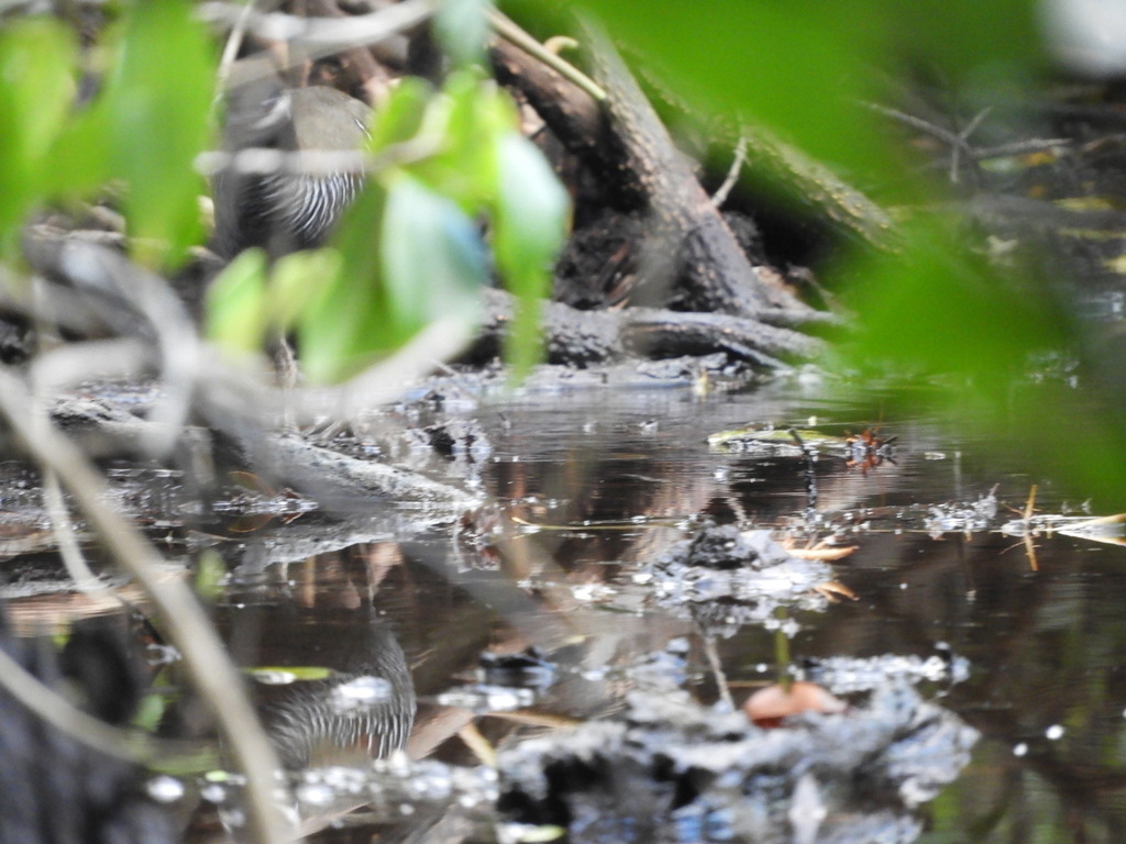 Barred Rail from Kabupaten Sorong, Papua Bar., Indonesia on June 29 ...