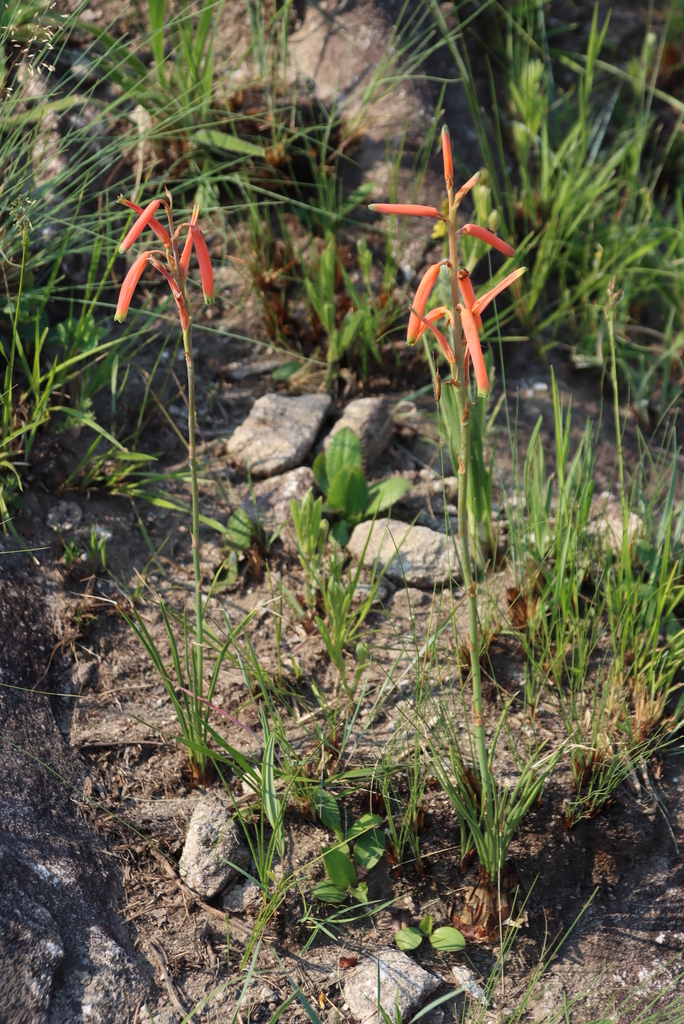 grass aloe in October 2023 by Tony Rebelo · iNaturalist