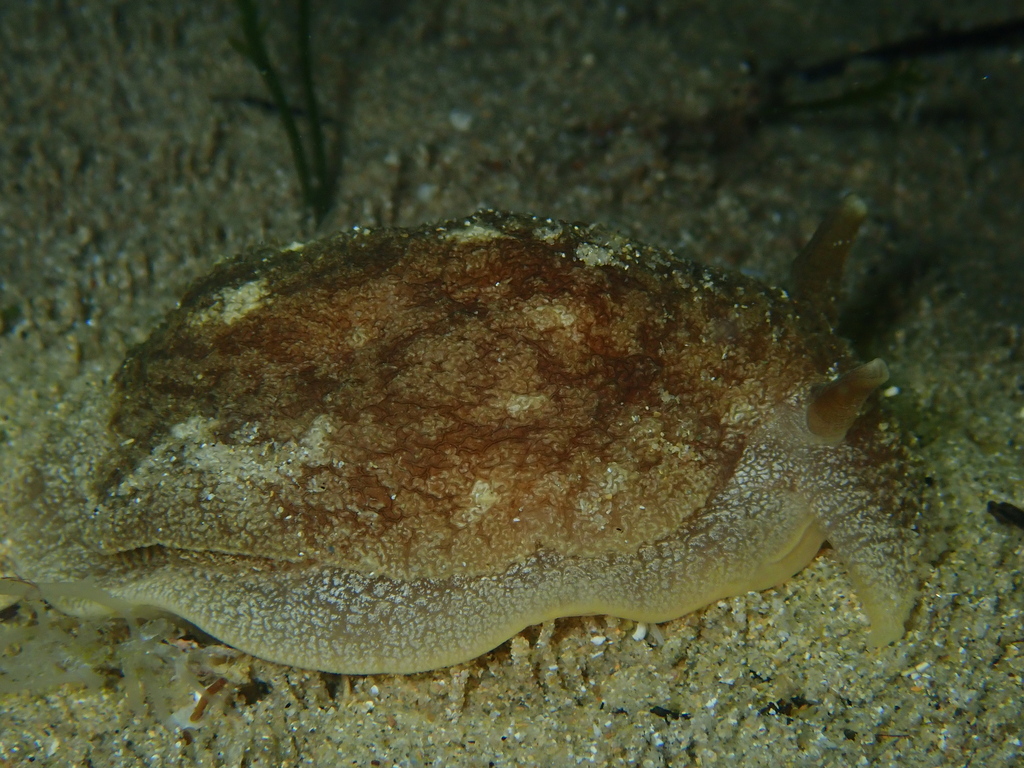 Grey Side-gilled Sea Slug from Victoria, Australia on October 28, 2023 ...