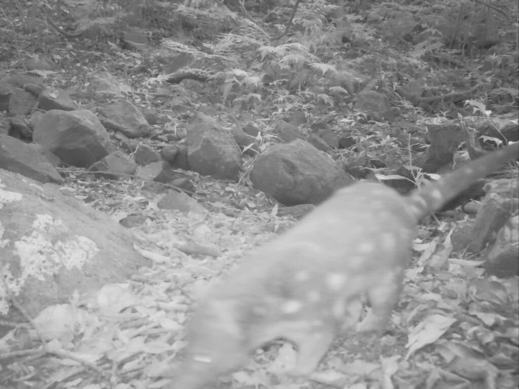 Spotted-tailed Quoll (Southern Subspecies) from Mount Colliery QLD 4370 ...