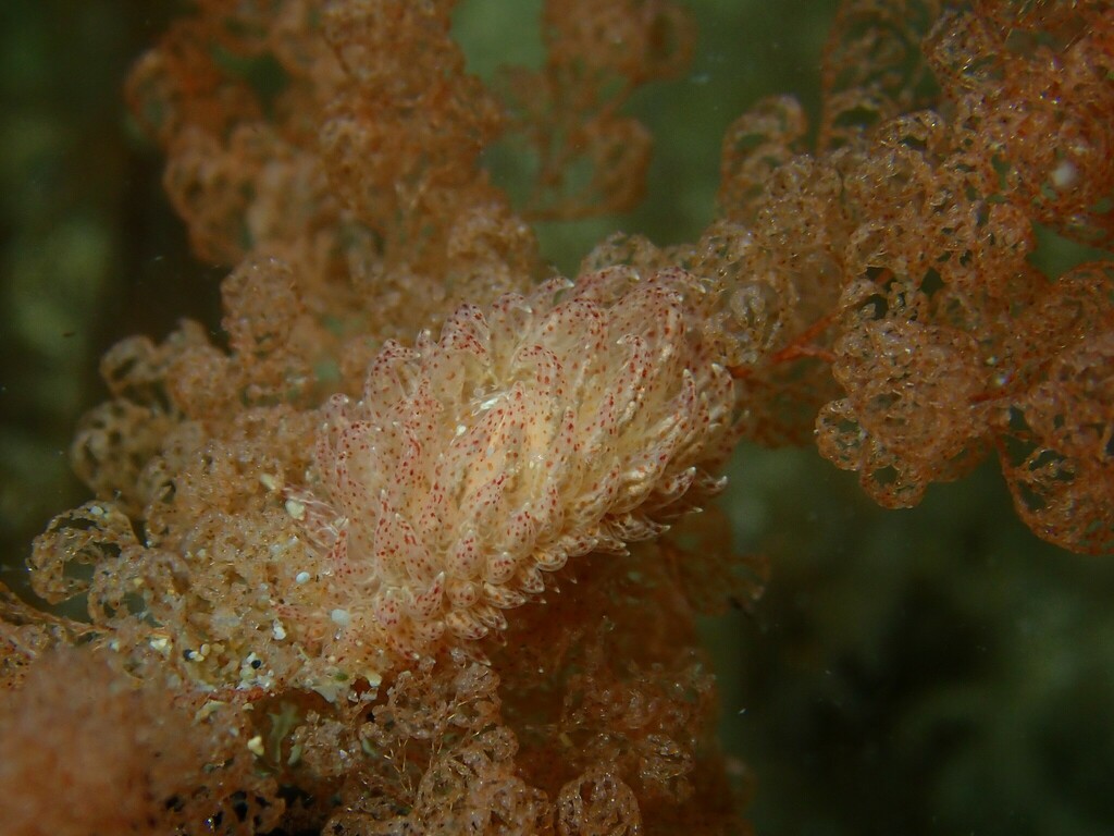 Janolus from Victoria, Australia on October 28, 2023 at 09:18 PM by ...