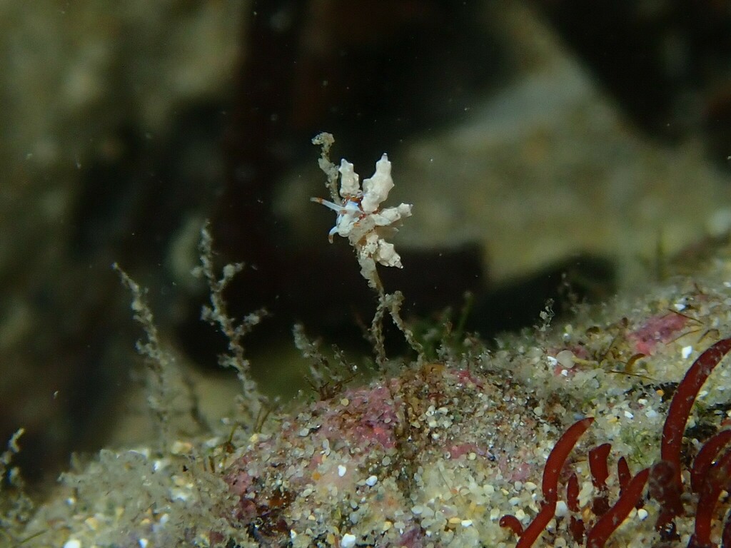 Eubranchus from Victoria, Australia on October 28, 2023 at 09:39 PM by ...