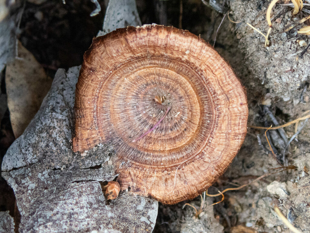 Coltricia australica from Bowelling WA 6225, Australia on November 4 ...