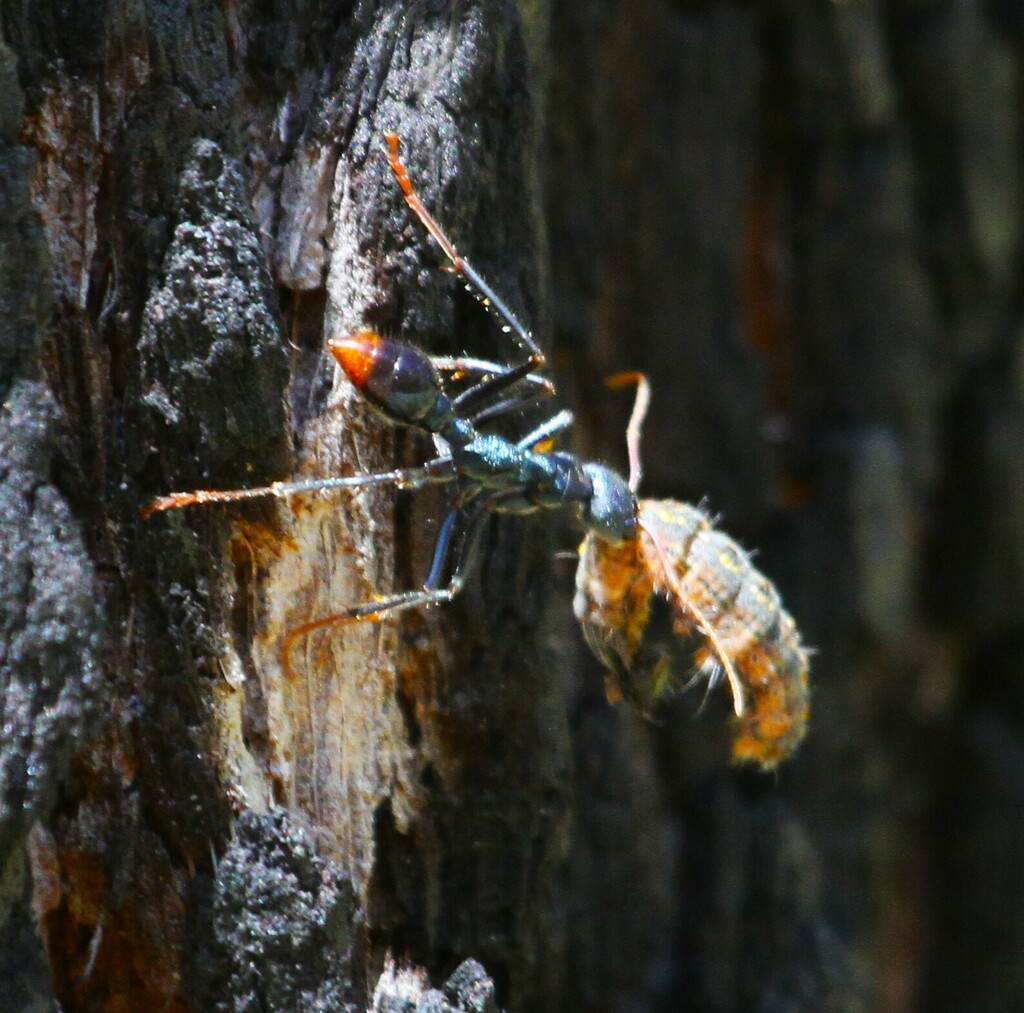 Australian Jumper Ant from Vincentia NSW 2540, Australia on November 1 ...