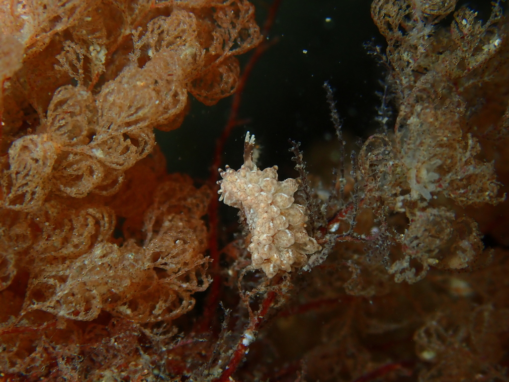 Janolus from Victoria, Australia on October 28, 2023 at 10:20 PM by ...