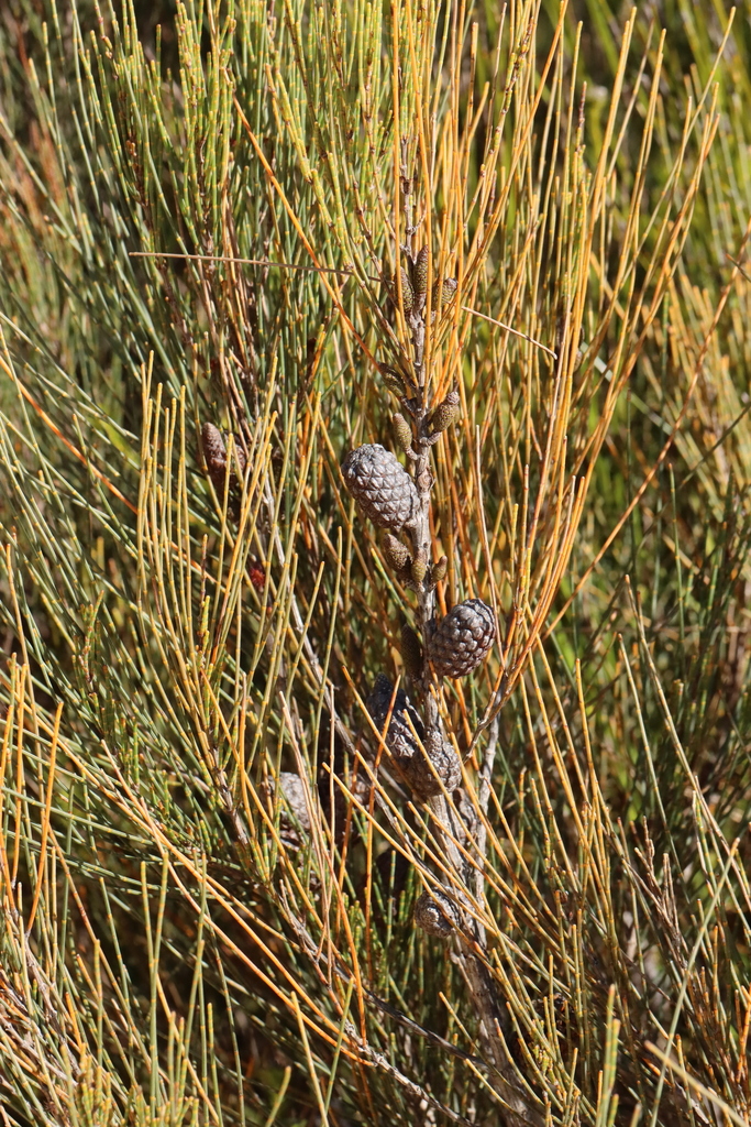 Scrub Sheoak from Blue Mountains NSW, Australia on September 18, 2023 ...