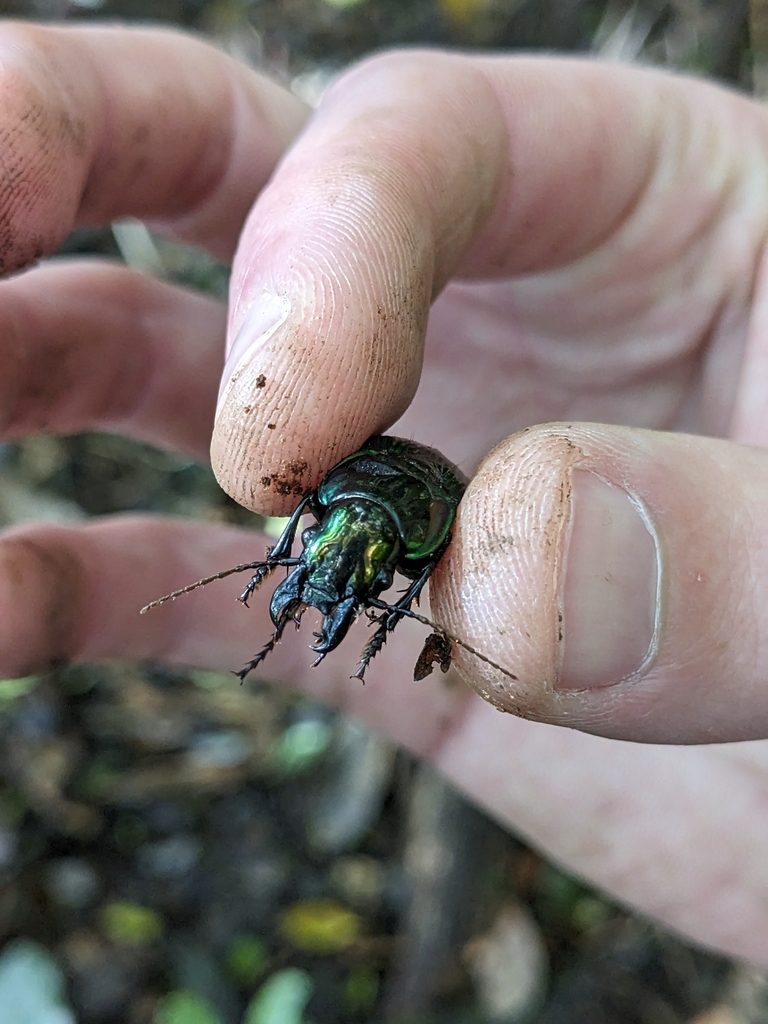 Alexander Beetle from Tai Tapu, New Zealand on November 4, 2023 at 06: ...