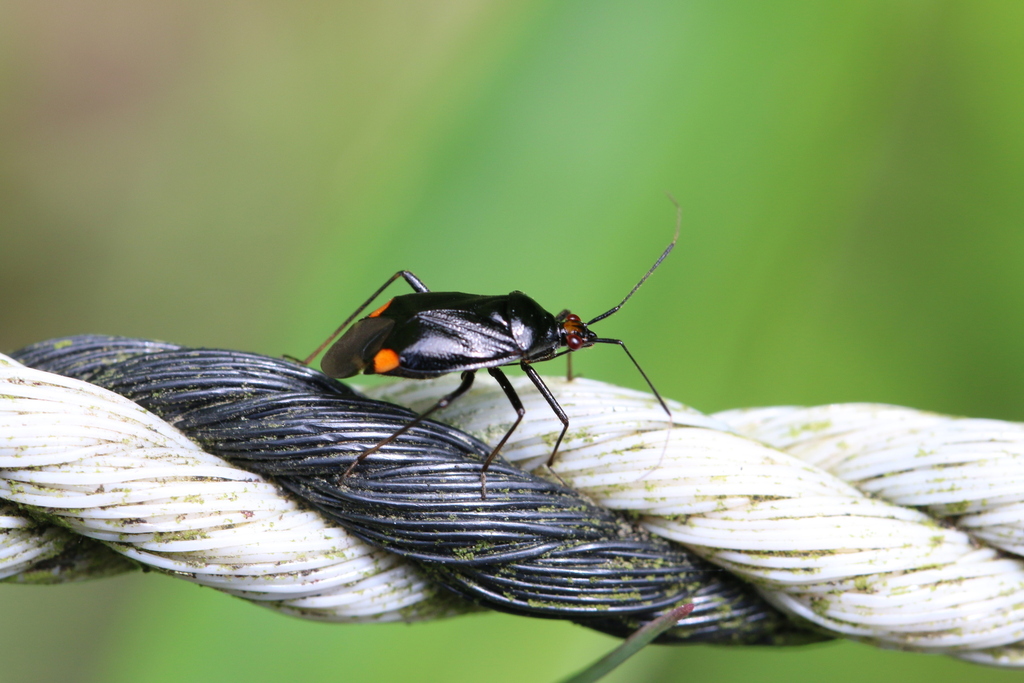 Deraeocoris ater from 日本、〒193-0843 東京都八王子市廿里町 on June 19, 2016 at 10:33 ...