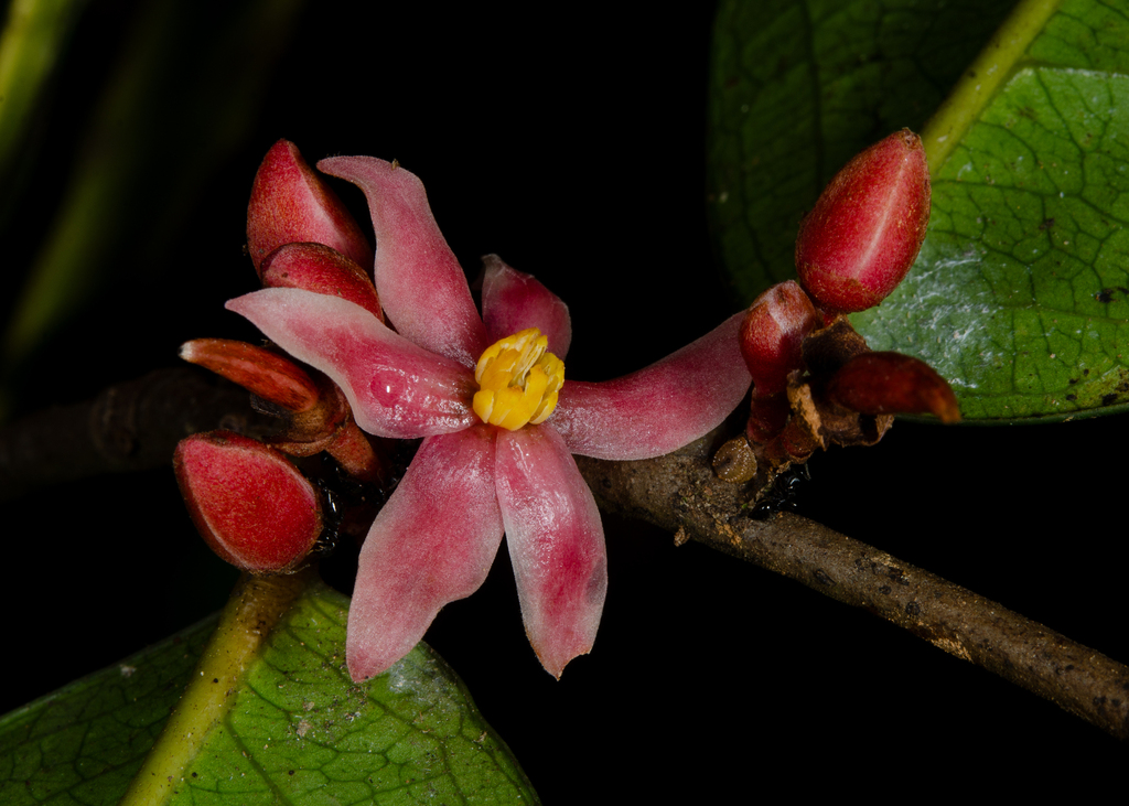 Sirdavidia solannona in October 2023 by Anne-Hélène Paradis · iNaturalist