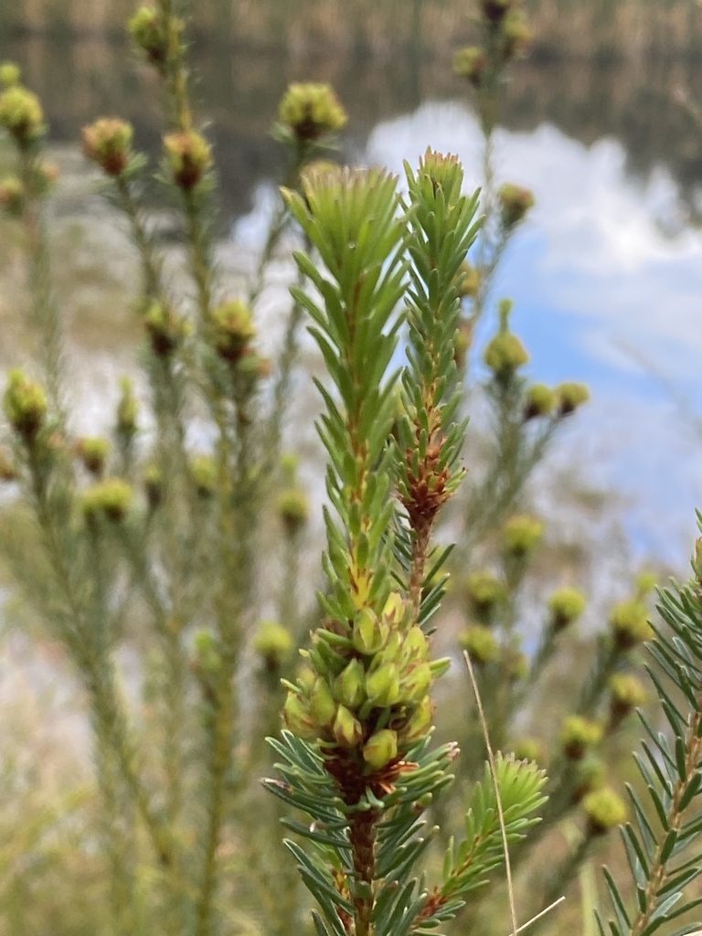 swamp bush-pea from Gembrook VIC 3783, Australia on November 4, 2023 at ...