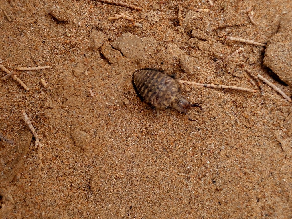 Antlions and Owlflies from Erongo Region, Namibia on November 2, 2023 ...