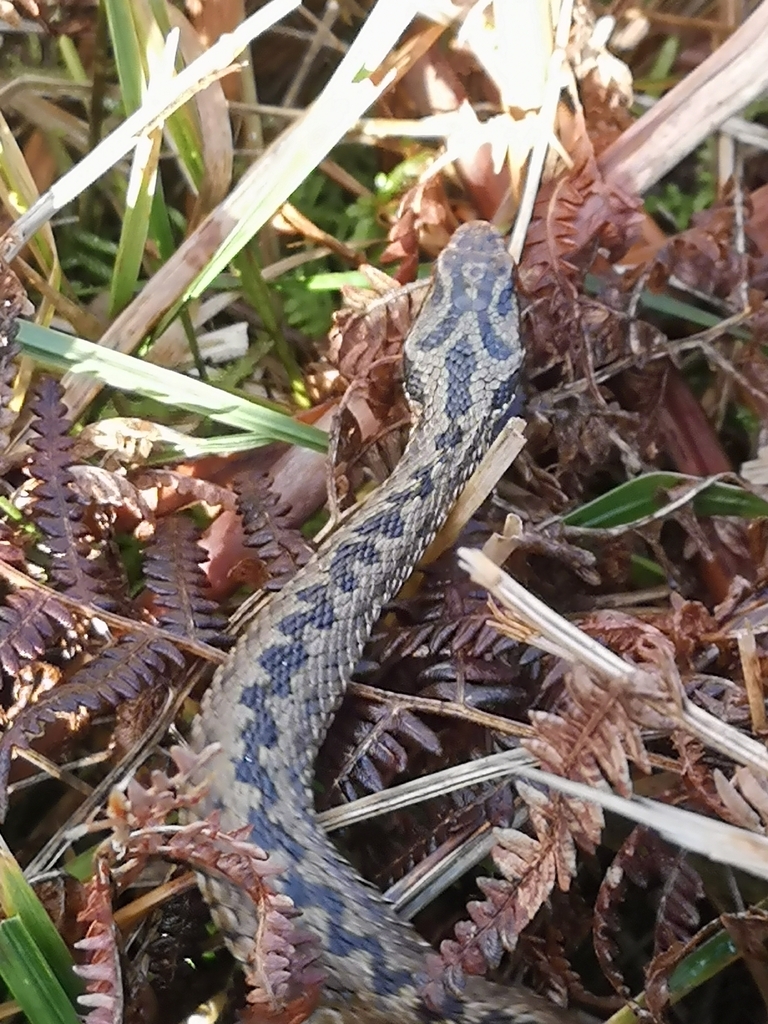 Adder in November 2023 by peterburgess · iNaturalist
