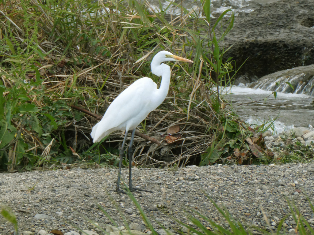Great Egret from Higashiyama Ward, Kyoto, Japan on October 28, 2023 at ...