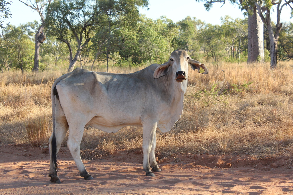 Taurine × Indicine Cattle (Bos indicus × taurus) - Know Your Mammals