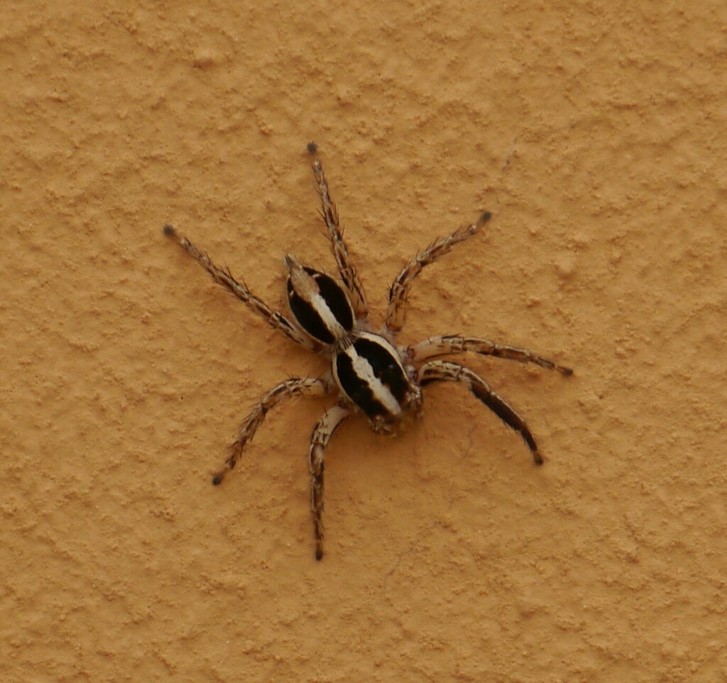 Pantropical Jumping Spider from Son Cotoner, Palma, Islas Baleares ...