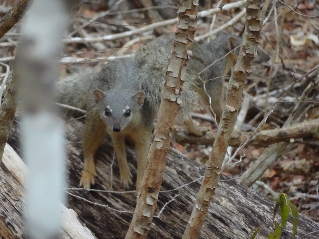 Bokiboky in November 2023 by loicdeleeuw · iNaturalist