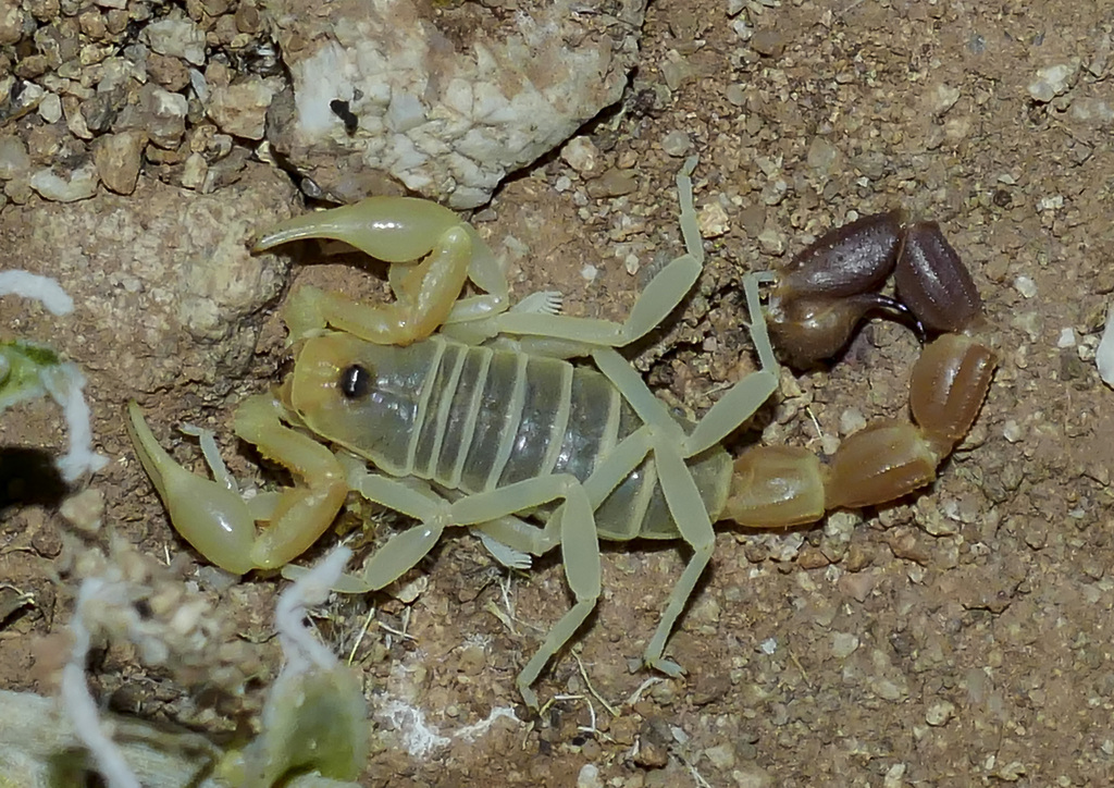 Stridulating Thicktail Scorpion from Aus, Namibia on November 2, 2023 ...