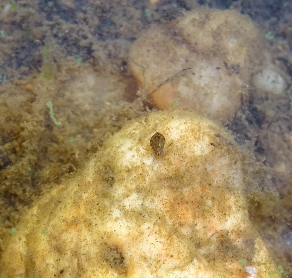 Micronecta from 54540 Badonviller, France on August 20, 2023 at 06:19 ...