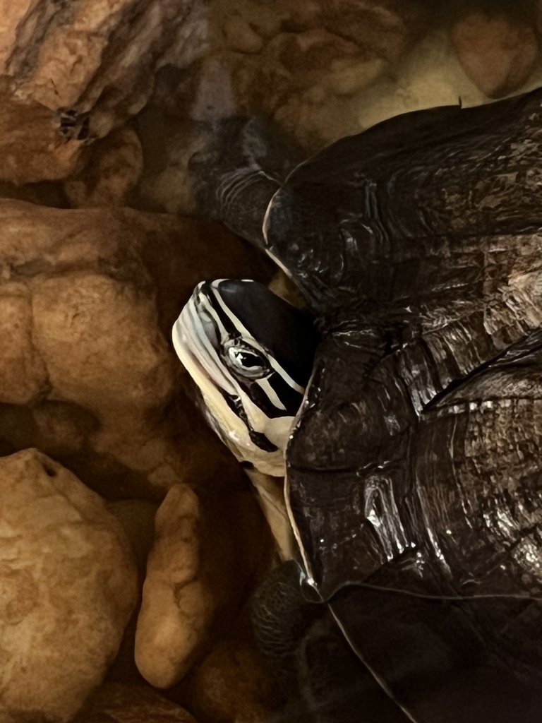 South Asian Box Turtle in November 2023 by nox_oculi · iNaturalist