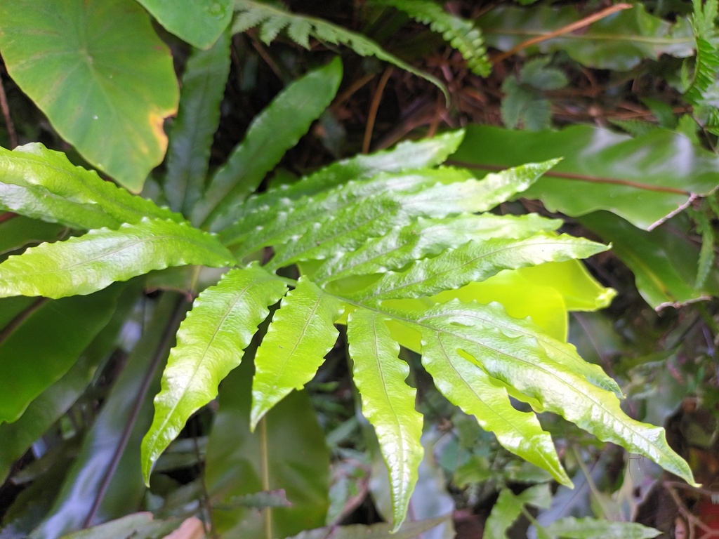 Leptochilus ellipticus from 227台灣新北市雙溪區 on October 8, 2023 at 09:58 AM ...