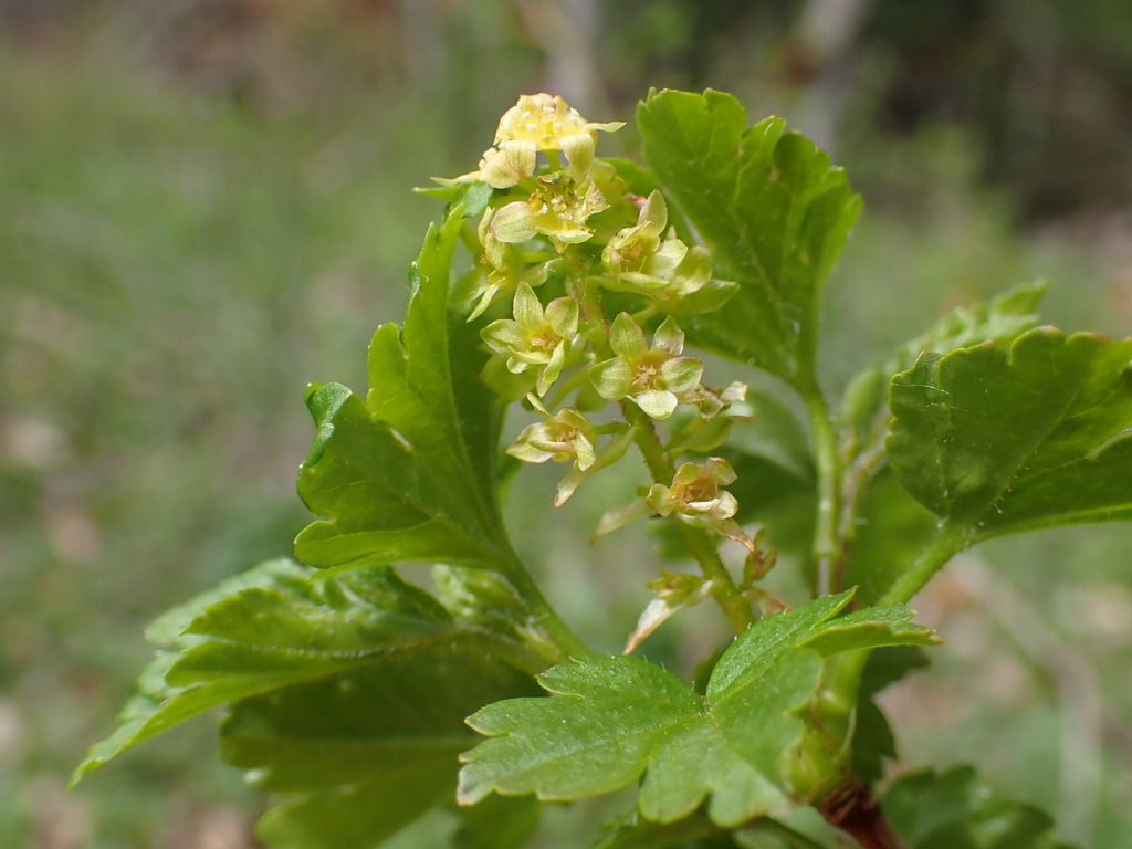Mountain Currant from Meylan, France on April 28, 2023 at 01:34 PM by ...