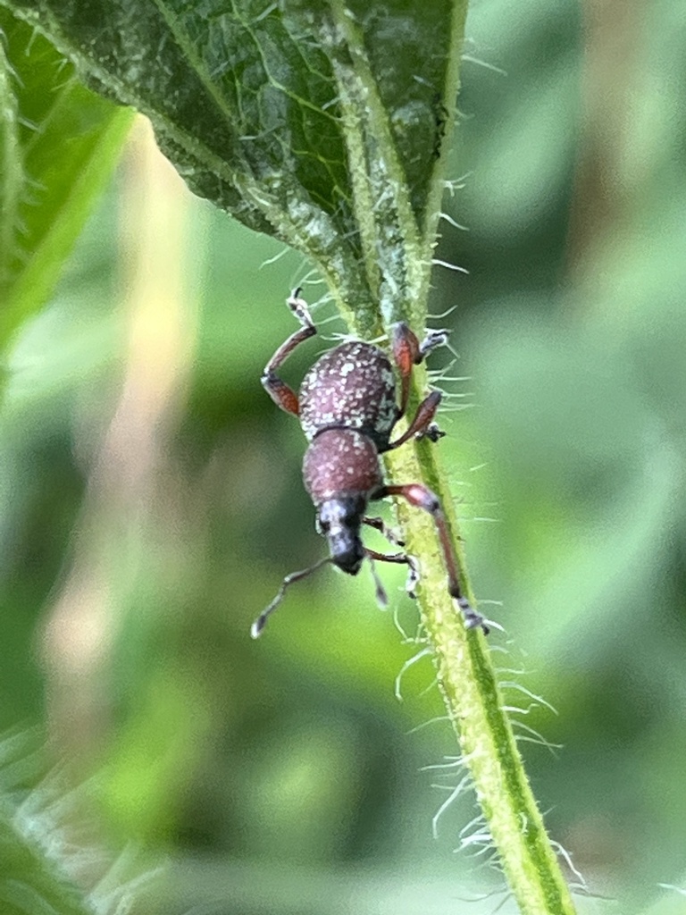 Broad-nosed Weevils from Luzon, Baguio, Benguet, PH on October 30, 2023 ...