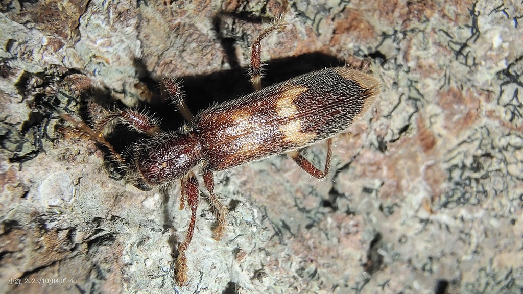 Opilo from 中国云南省红河哈尼族彝族自治州屏边苗族自治县 on October 4, 2023 at 01:40 AM by 游 · ...