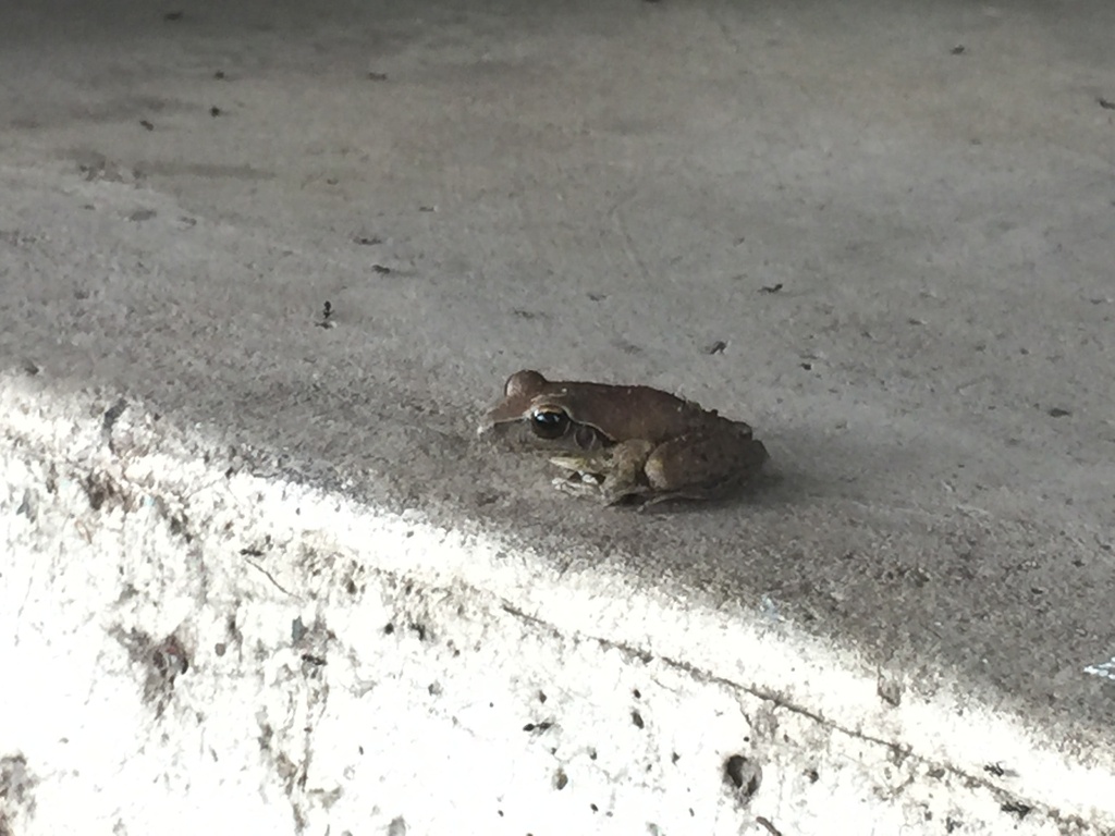 Wilcox's Frog from Bruce Highway, Lowmead, QLD, AU on December 27, 2016 ...