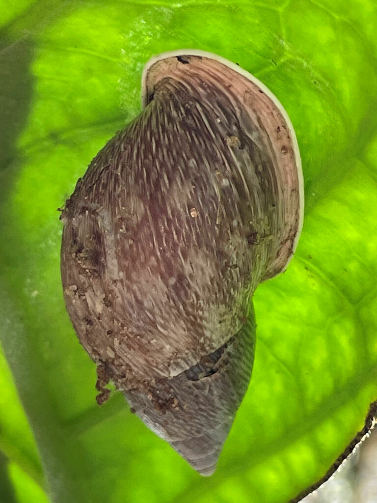 Drymaeus expansus from Palanda Canton, Ecuador on March 16, 2023 at 09: ...