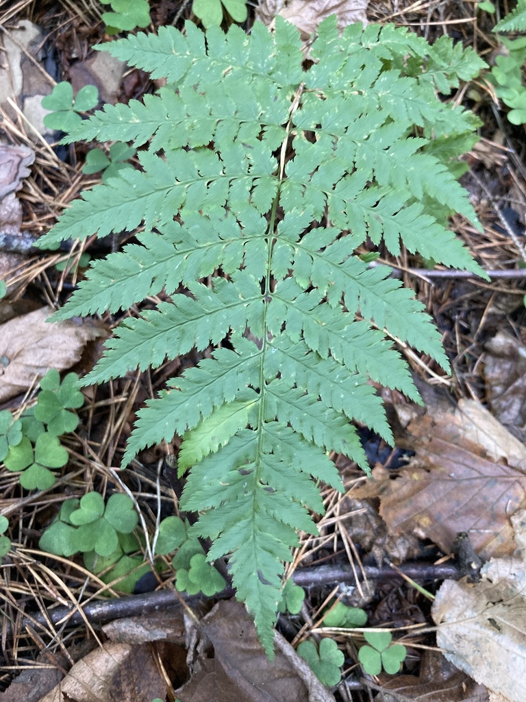 spinulose wood fern from Losiny Ostrov, RU-MS-BR, RU-MS, RU on 04 ...