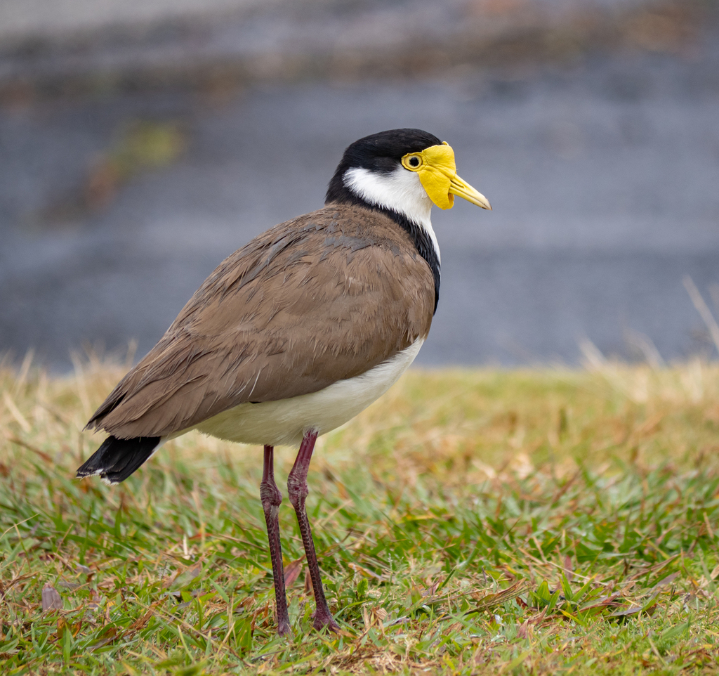 Masked Lapwing (Birds of Sydney NSW Australia ) · iNaturalist
