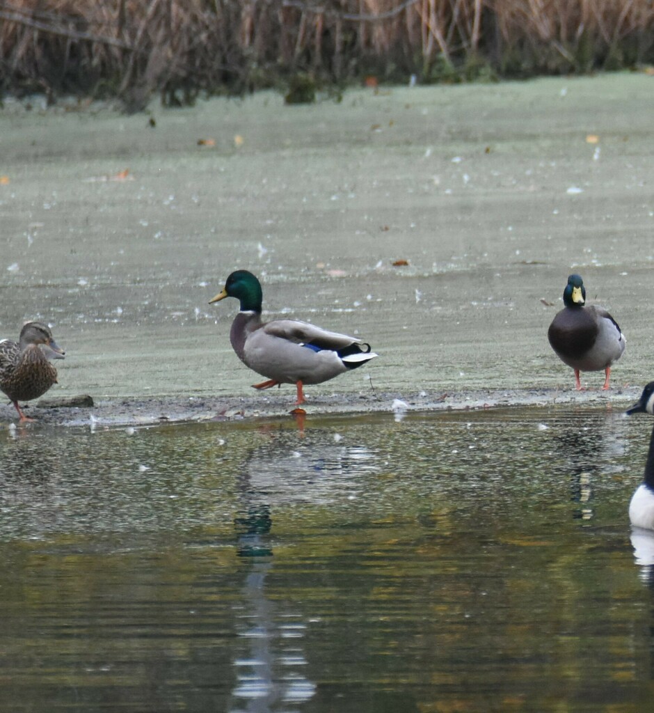 Mallard from Wheaton, Wheaton-Glenmont, MD, USA on October 29, 2023 at ...