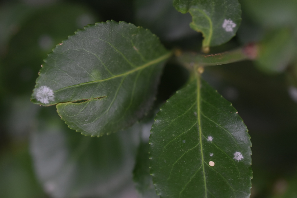 Spindletree powdery mildew in August 2022 by Karl Feng. on Euonymus ...