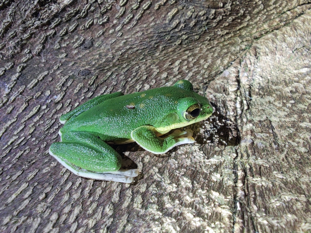 Chinese Flying Frog from Hangzhou, CN-ZJ, CN on November 4, 2023 at 07: ...