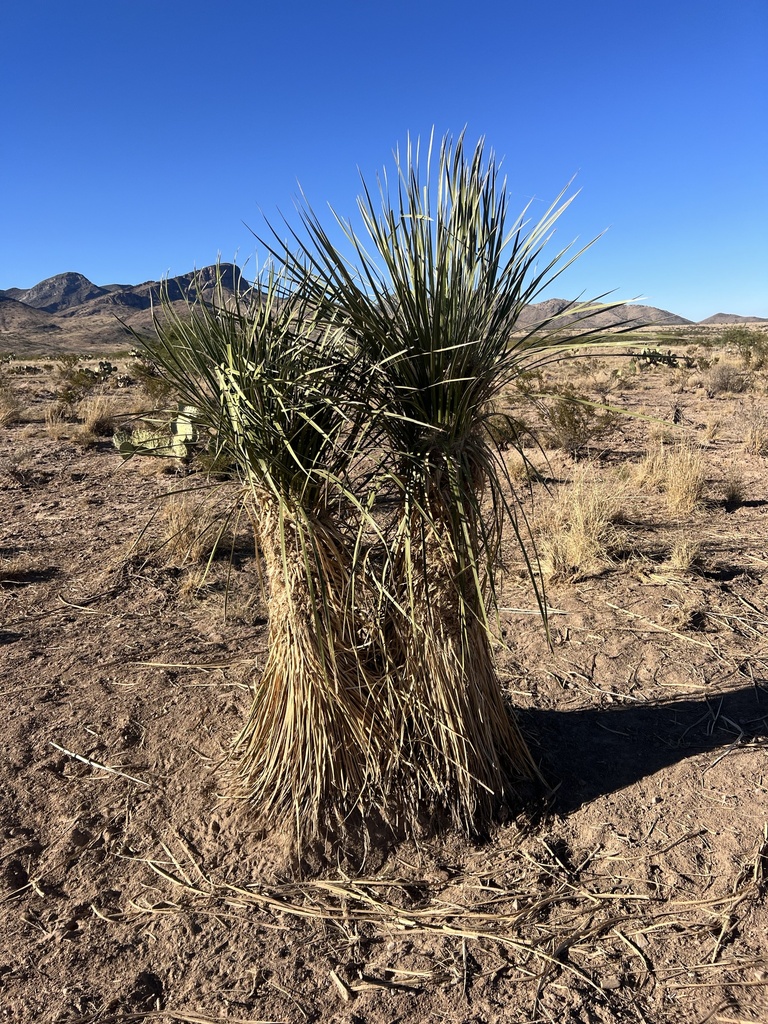 soaptree yucca from Huachuca City, AZ, US on November 3, 2023 at 03:19 ...