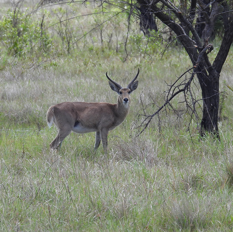 Common Reedbuck from South Africa on November 1, 2023 at 09:21 AM by ...