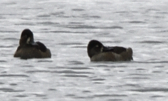 Ring-necked Duck from Barbour County, WV, USA on November 1, 2023 at 01 ...