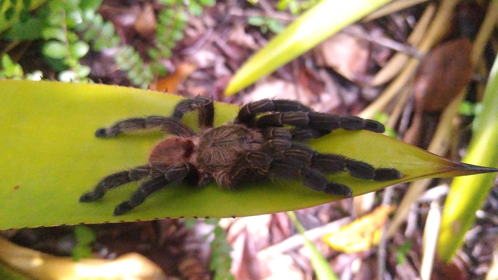 Bromelia Tarantula from Parnamirim - RN, Brasil on March 7, 2022 at 09: ...
