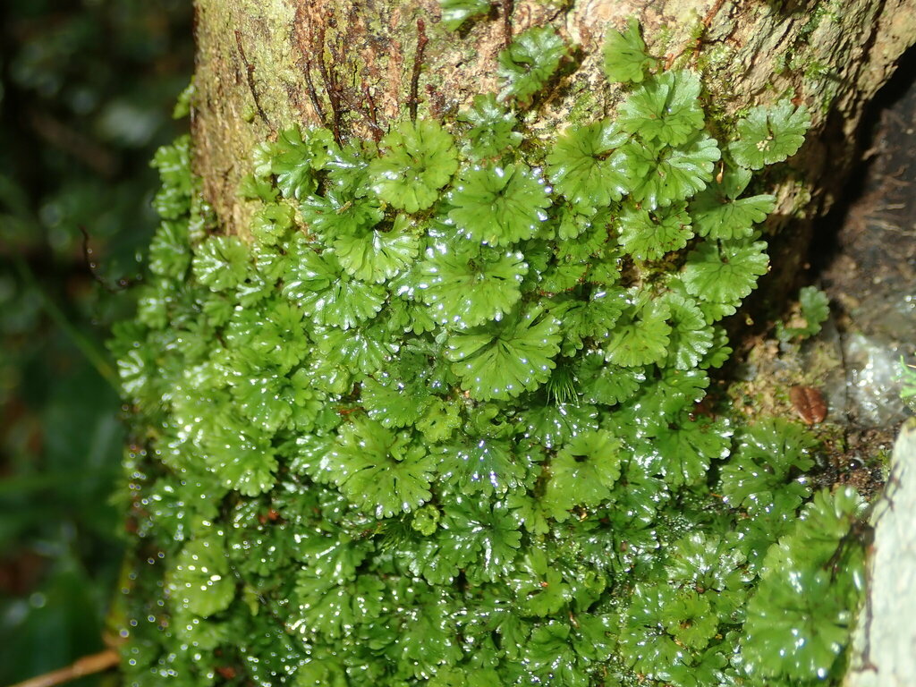 Hymenophyton from Ifanadiana, Madagascar on October 21, 2023 at 08:24 ...