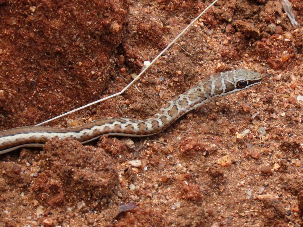 Stripe-bellied Sand Snake from Maruleng, South Africa on November 4 ...