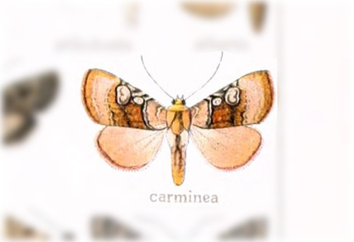 Nephelodes carminea · iNaturalist