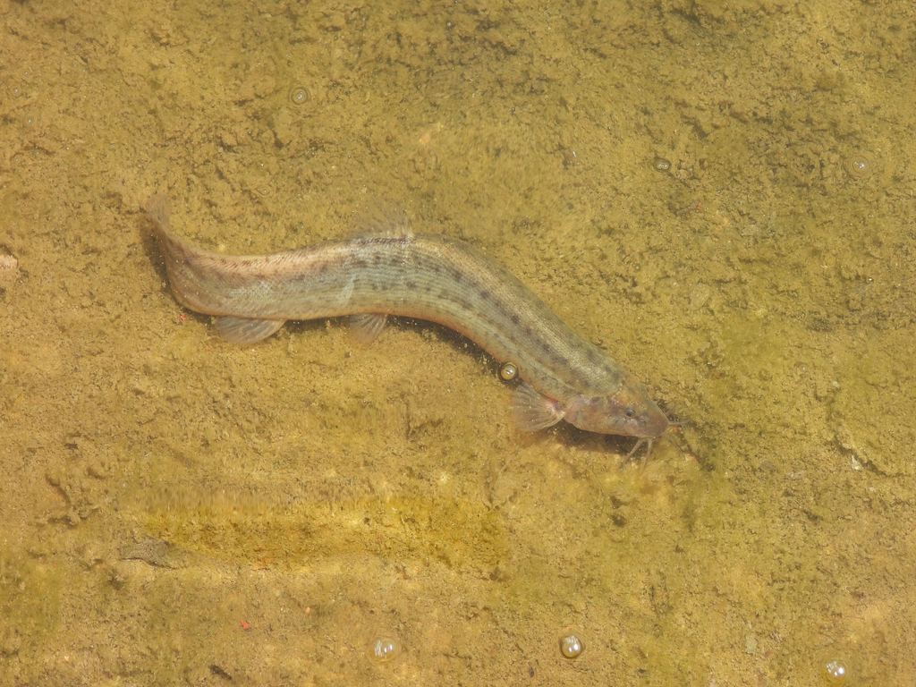 Large-scale Loach from Shibei District, Qingdao, Shandong, China on ...
