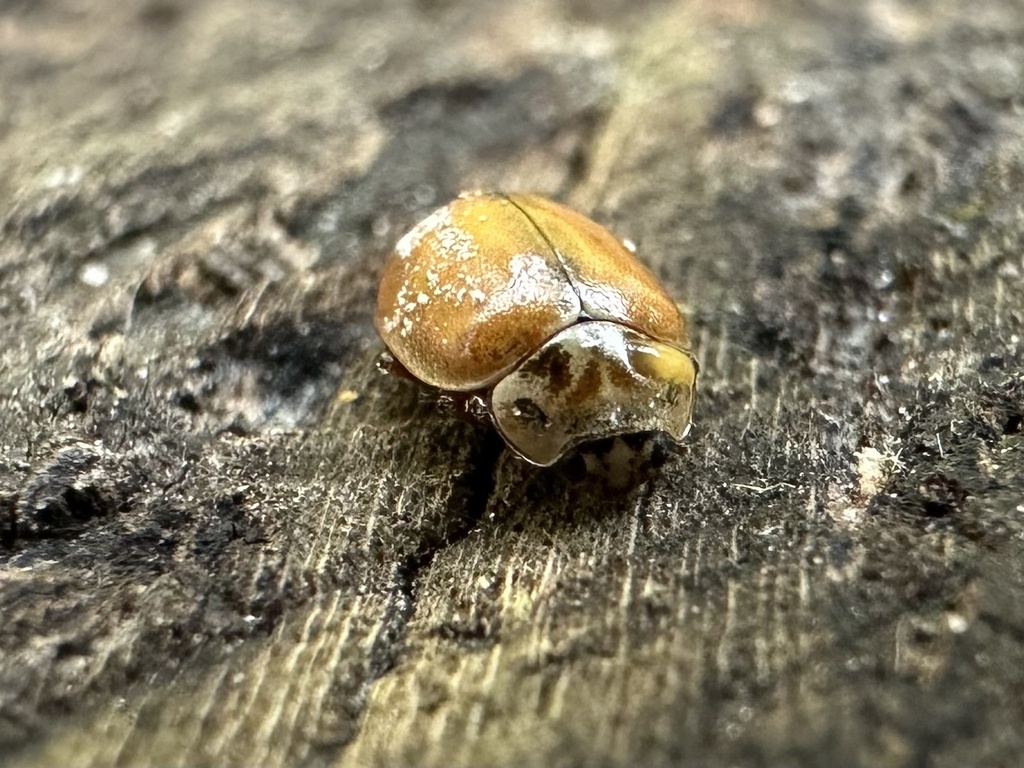 Larch Lady Beetle from LSG-oestlich und westlich der Hattinger Straße ...