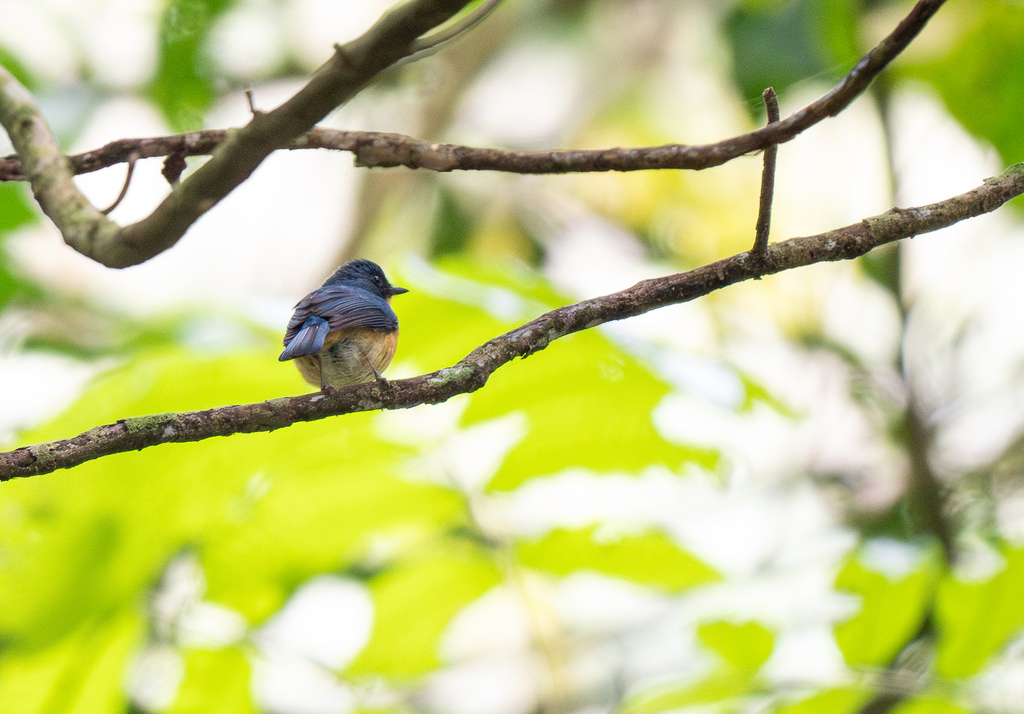 Javan Blue Flycatcher in September 2023 by Forest Botial-Jarvis ...