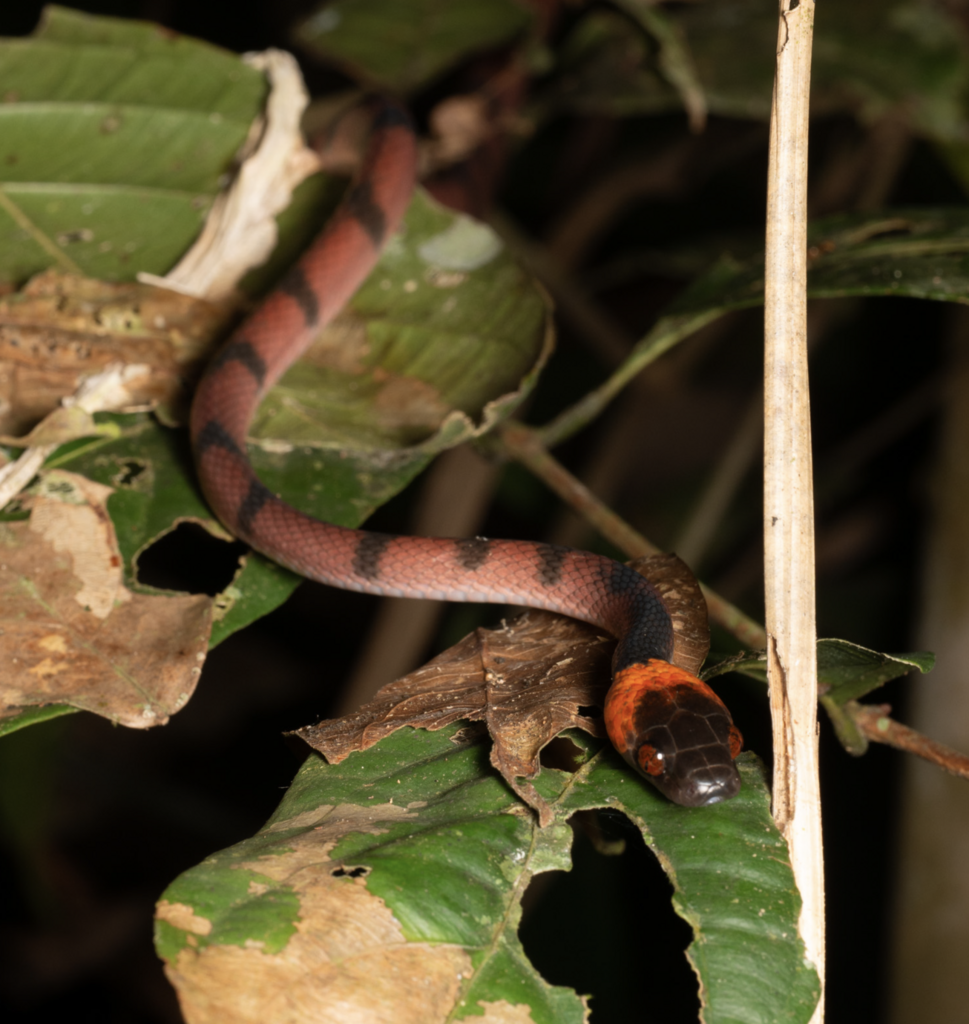 Tropical Flat Snake from CVJX+9XR, Madre de Dios 17600, Peru on October ...